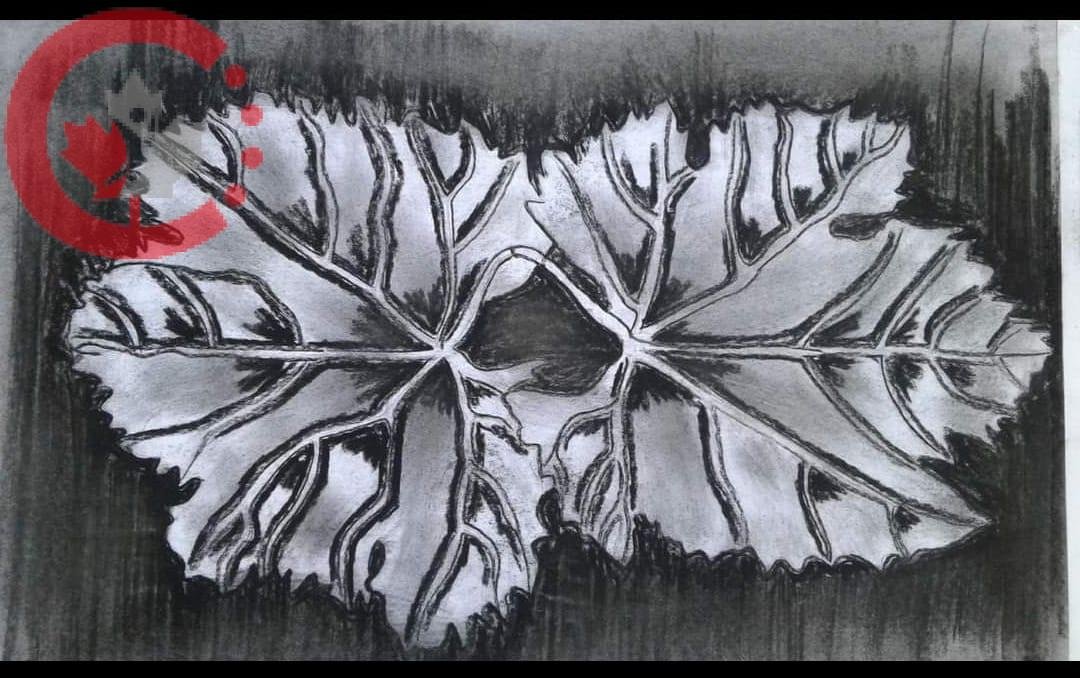 Why is the Maple Leaf a symbol of Canada? - mar7ba Canada